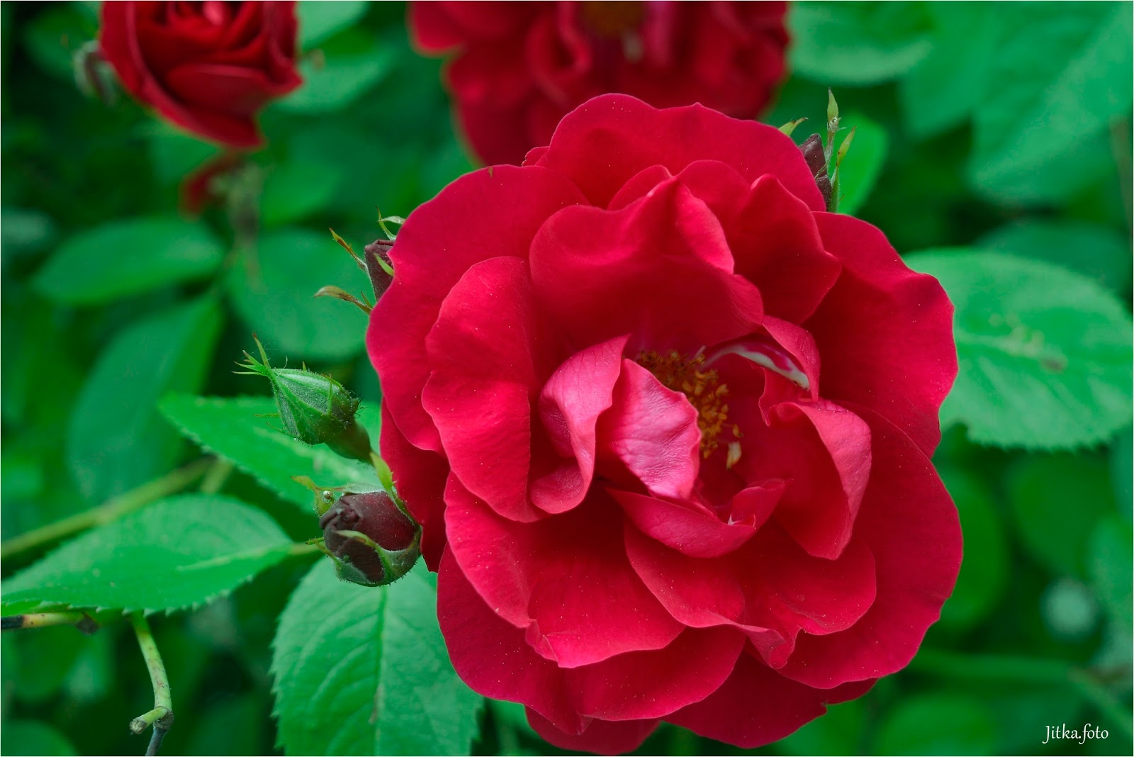 Fotografie,jen tak si fotím: Krása růží