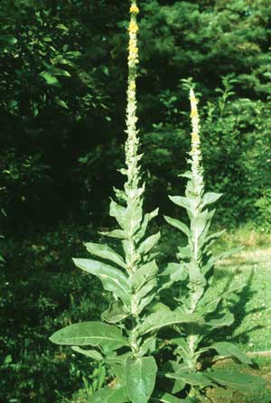 The Herb Hound: MULLEIN