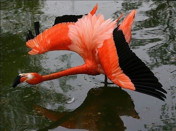 Flamingo - Burung Pink Yang Terkenal