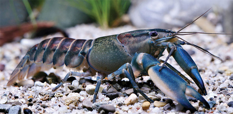 Udang Karang Pelangi di Papua ~ Kumpulan Gambar Lucu dan Unik