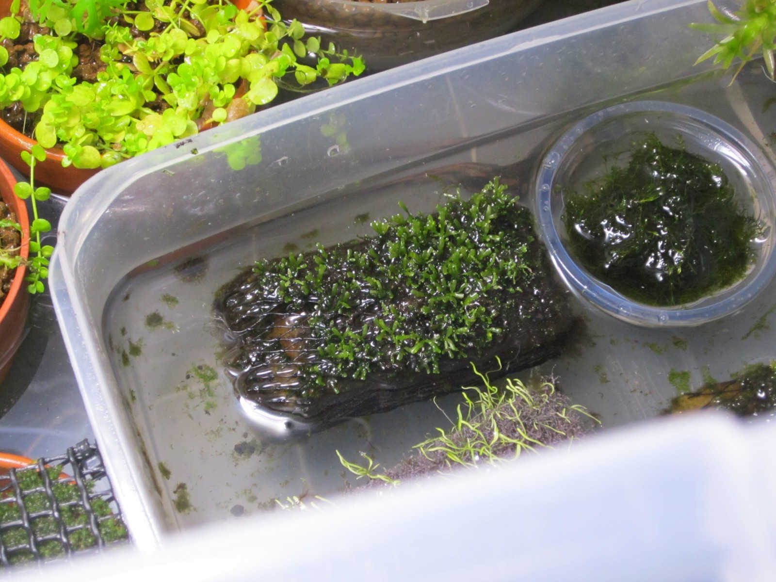 Jardín Inundado: Invernadero para cultivo en emergido