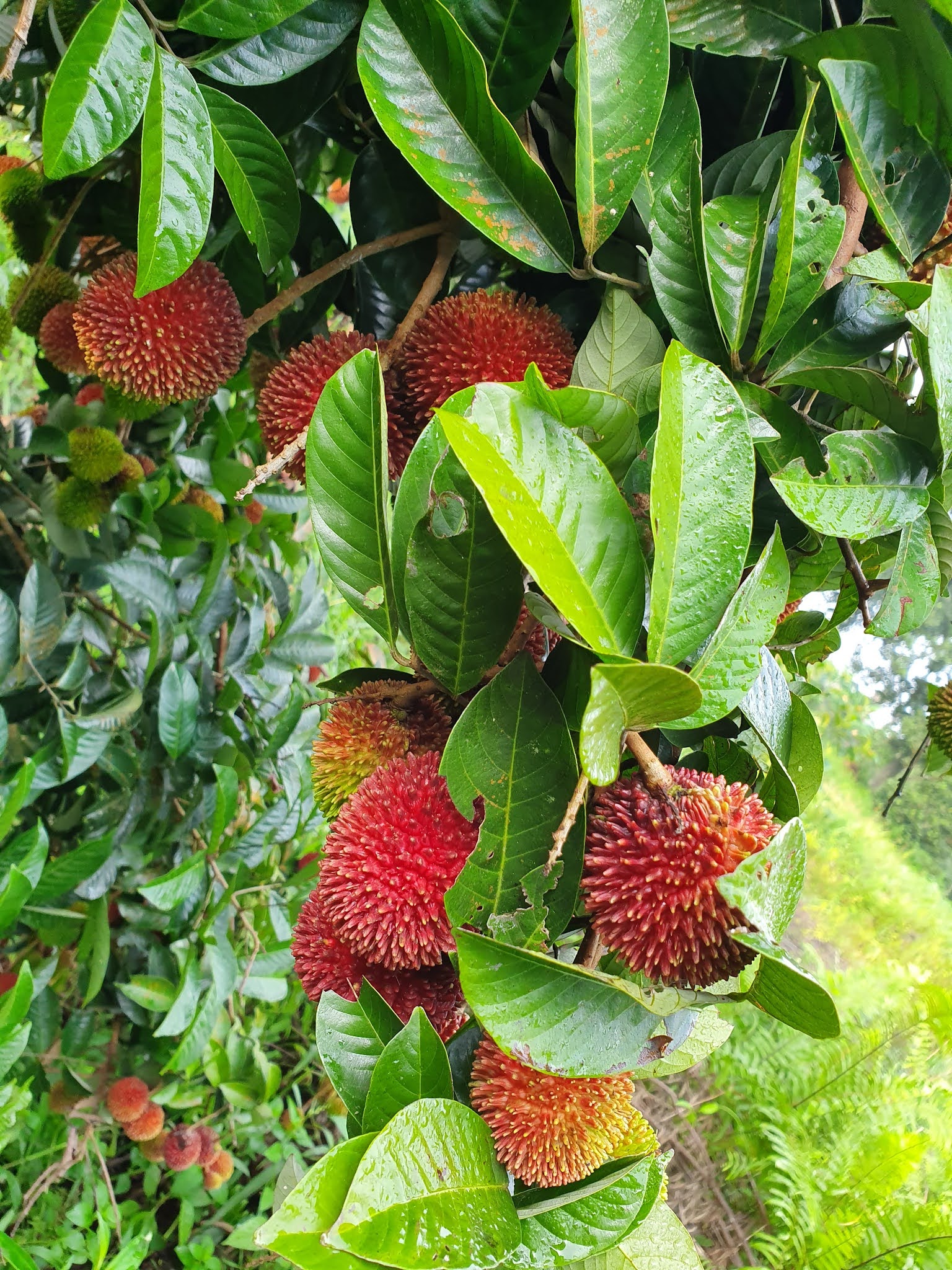 Warisan Petani: Musim Pulasan 'Lok Daun'