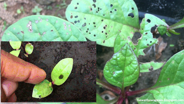 How to Grow Spinach at Home