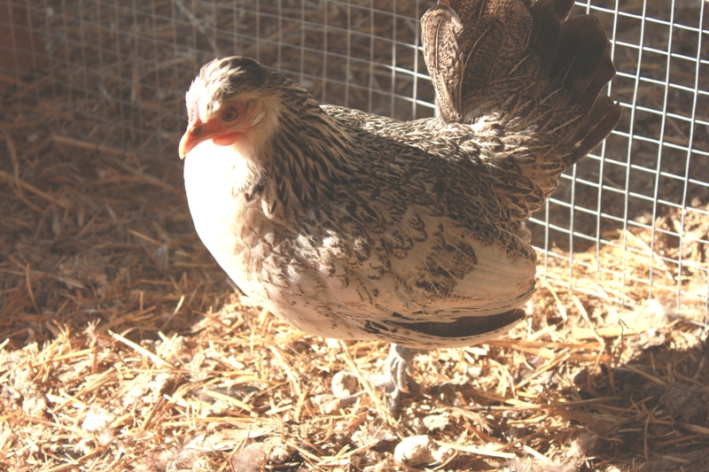 NATURAMETEO, majulada: mi Gallina