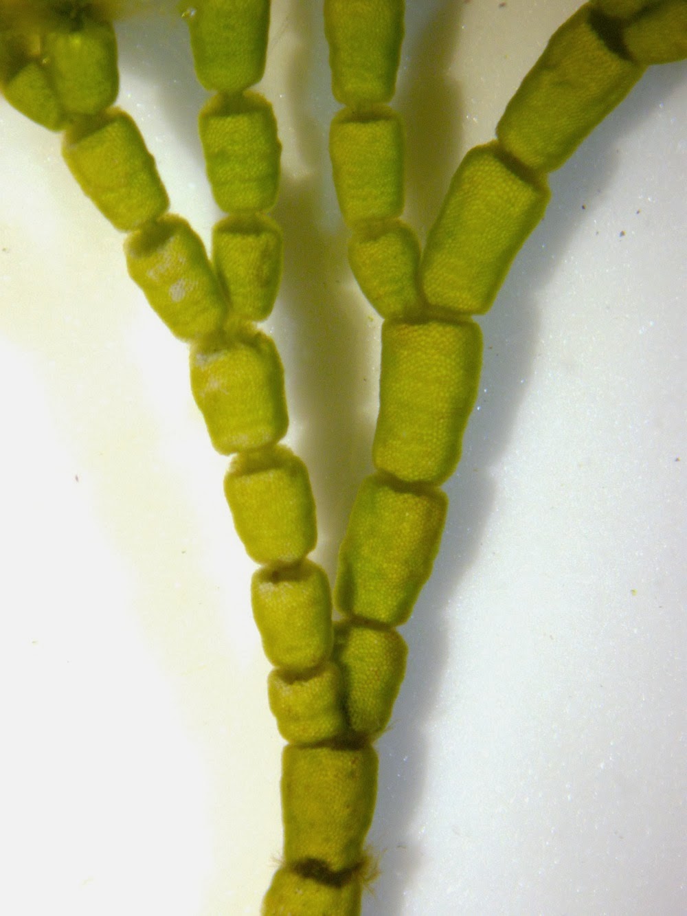 Rafael Microfauna Marina: Cymopolia barbata (Algas verdes)