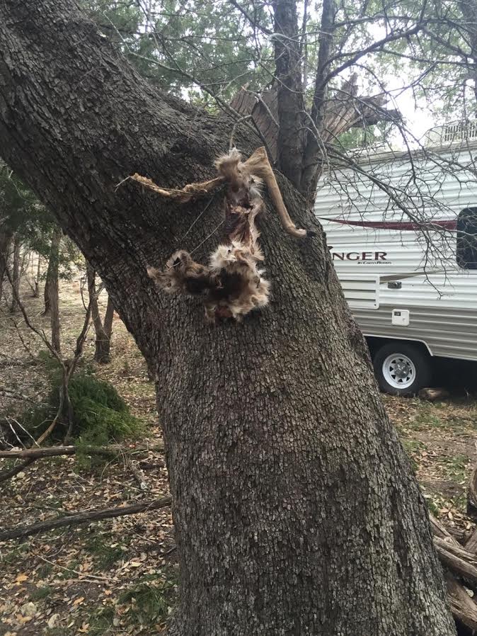 A Blog From The Bog: A deer in the tree? How can that be?