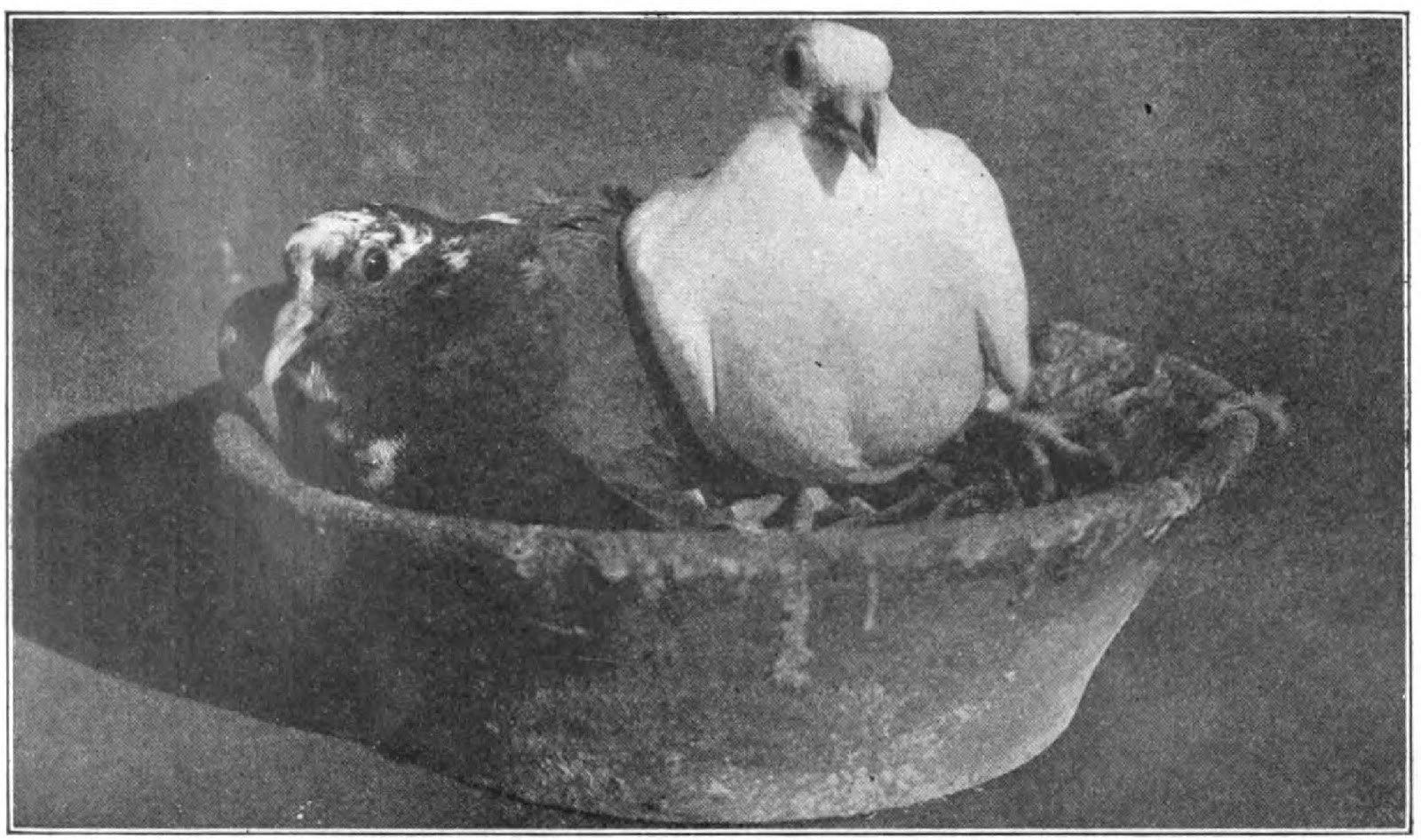 How To Raise Pigeons For Meat: June 2016