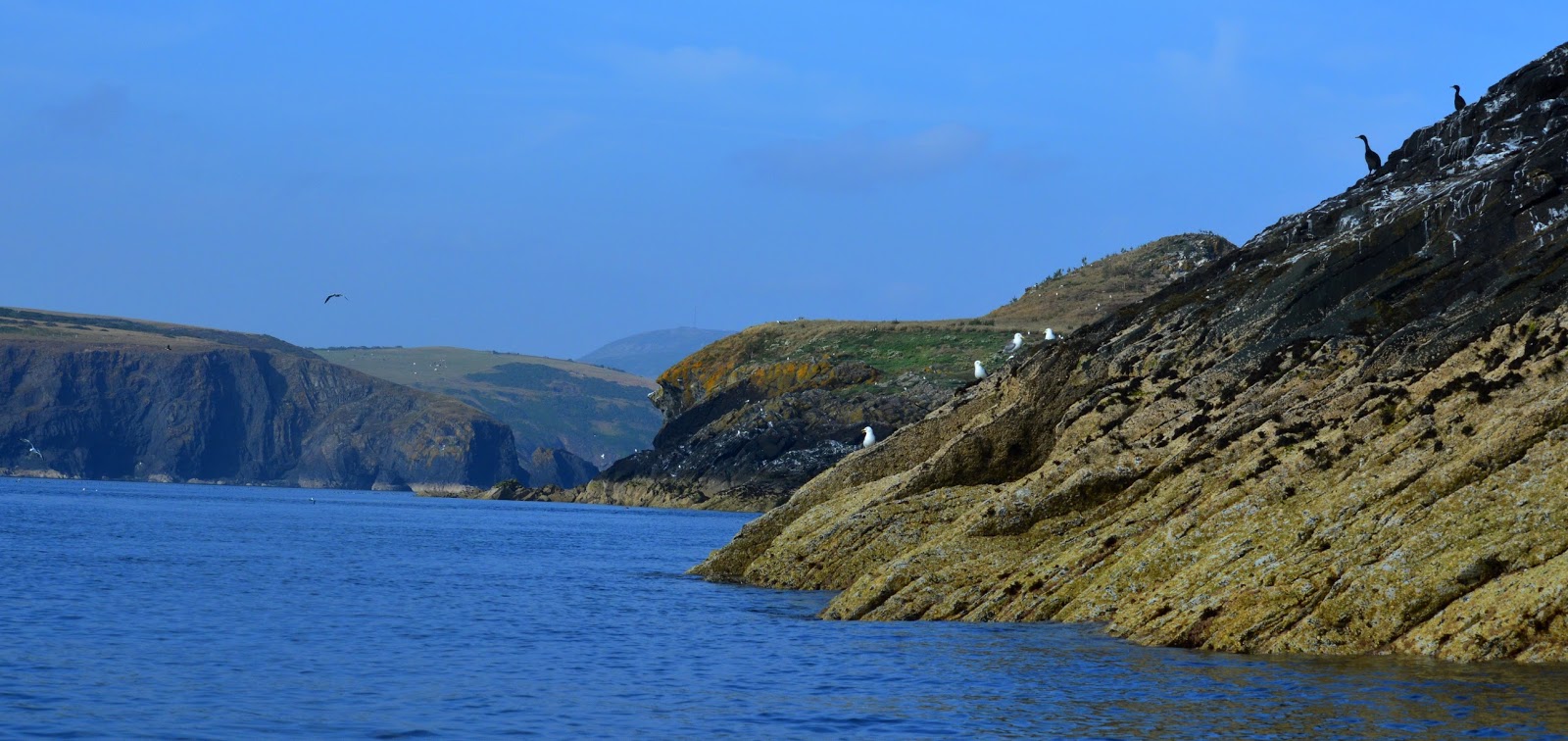 Mountain Coast River: Puffin Extravaganza: Gwylan Islands, June 2013