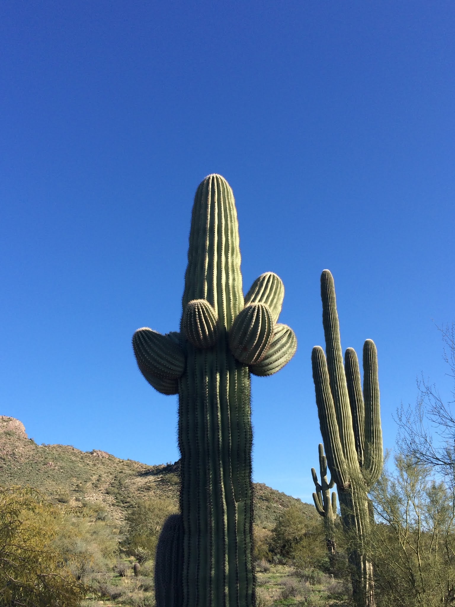 Saguaro Cactus Towering Desert Giant