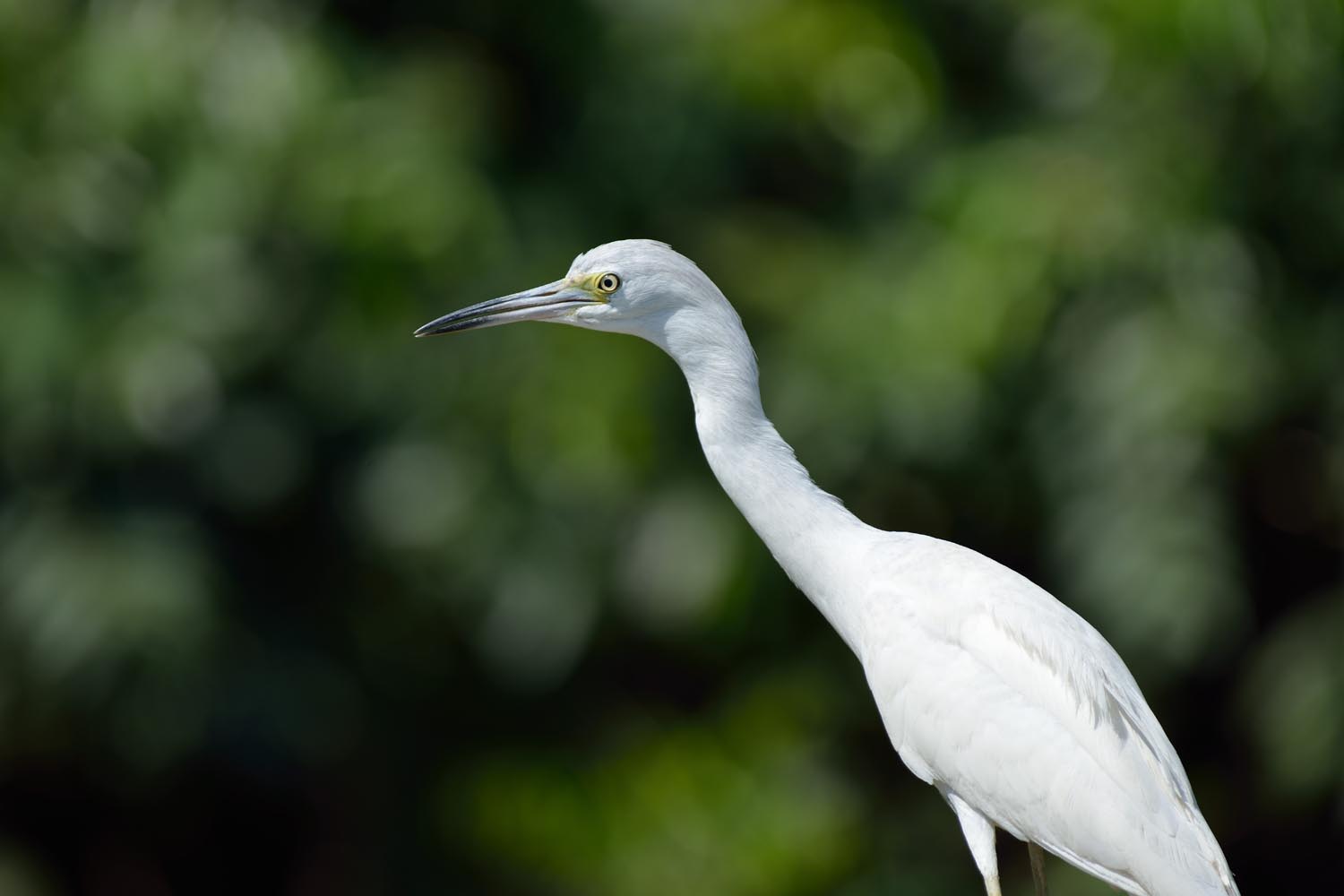 The Amazing Life: Juvenile Little Blue Heron (Egretta caerulea) of Belize