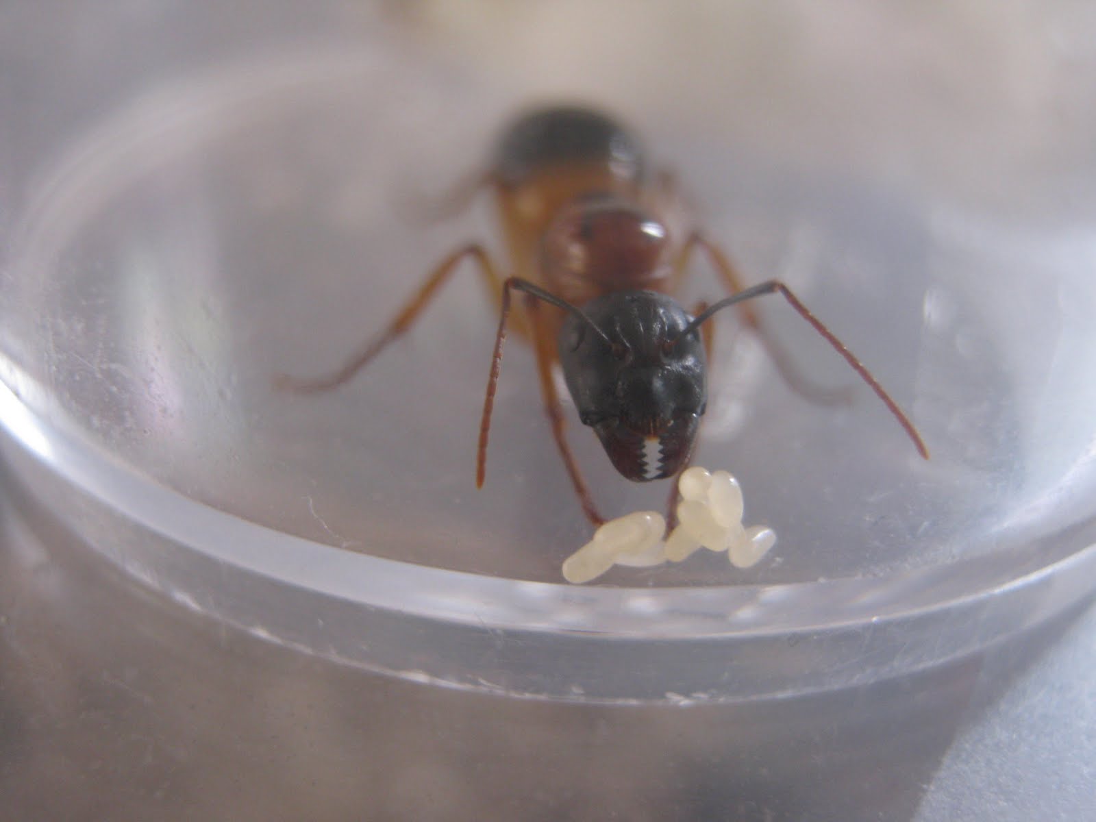 Megan's Ants: Esme (Camponotus consobrinus queen) lays an egg