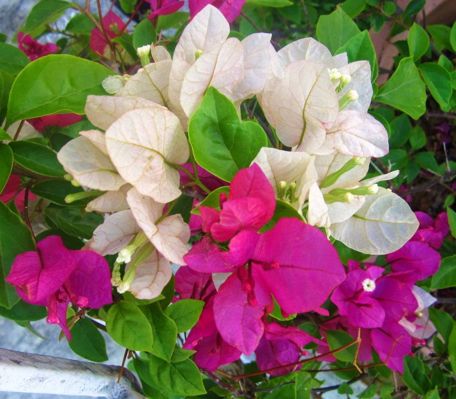 BOUGAMBILIA | Dreams & Gardens