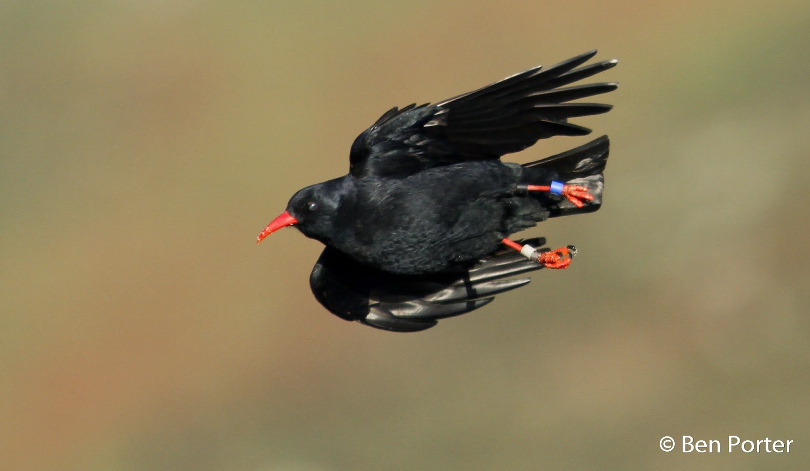 Ben Porter Wildlife Photography: Choughs in flight