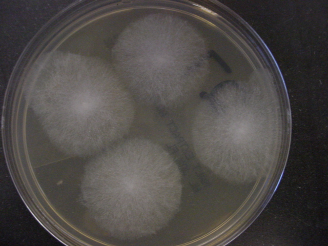 Sustainable Mycology: Syncephalastrum spp.