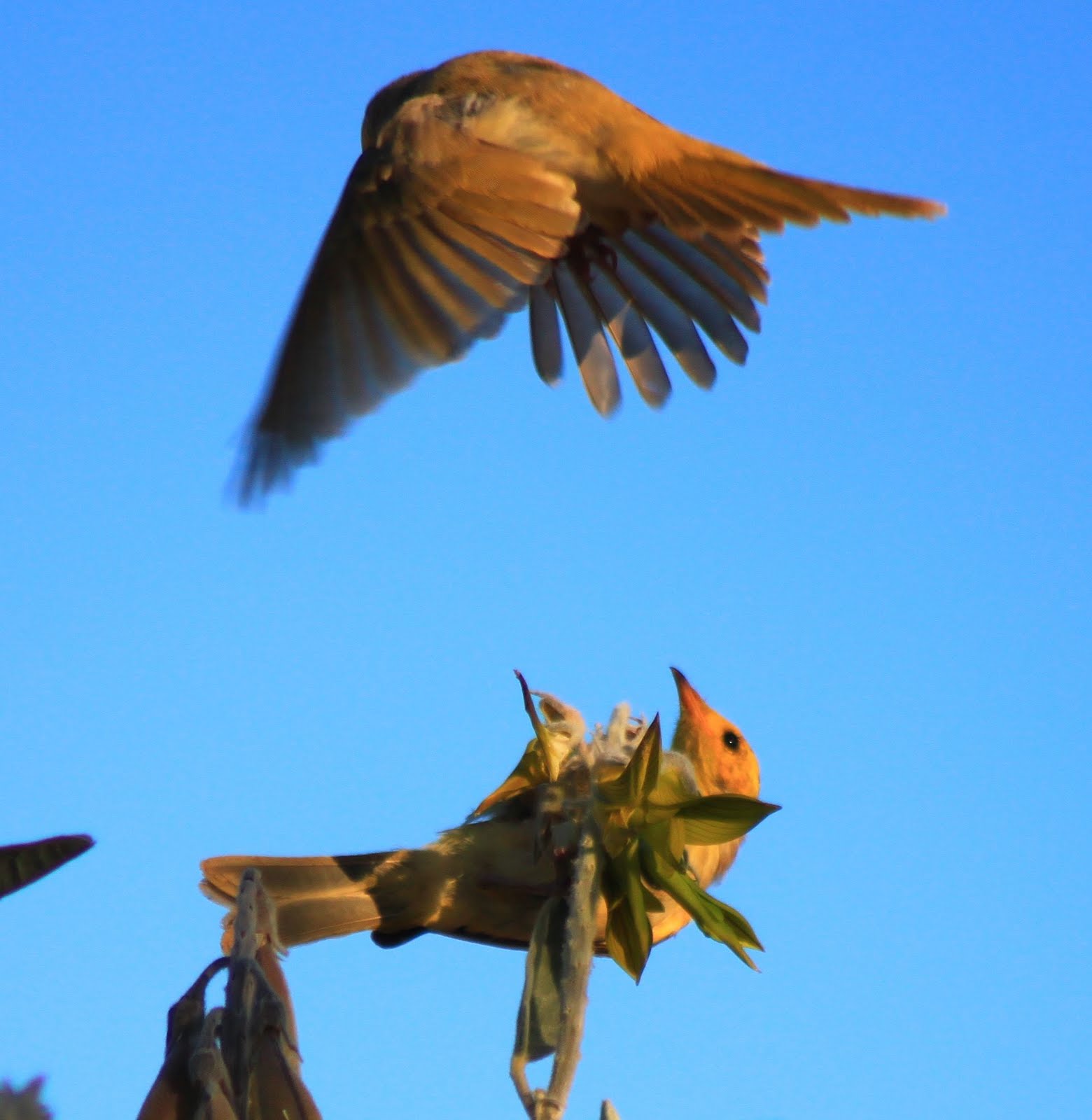 Richard Waring's Birds of Australia: Acrobatic White-plumed Honeyeaters