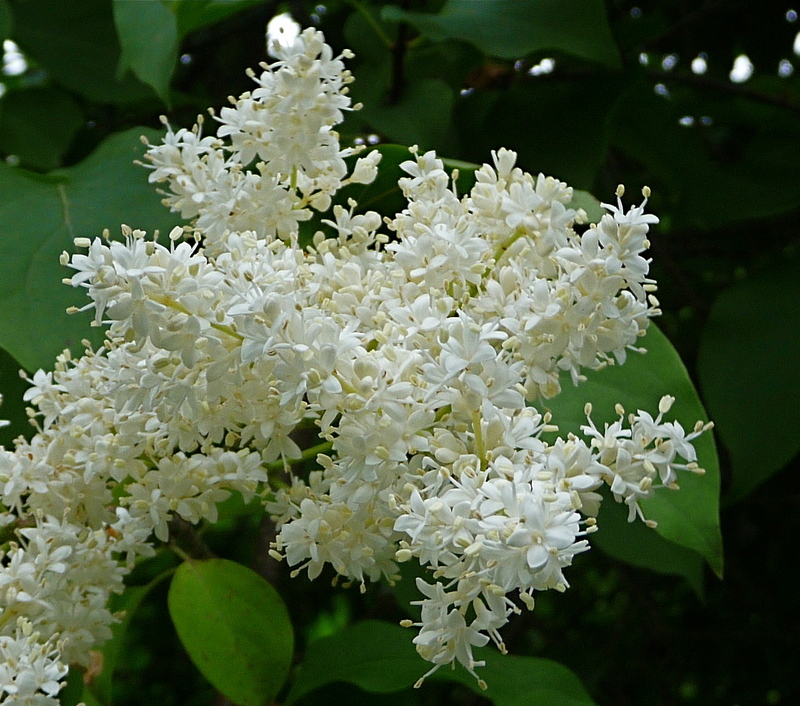 LILAS DU JAPON - SYRINGA RETICULATA | ACTUALITE DU MONDE VEGETAL JAPONAIS