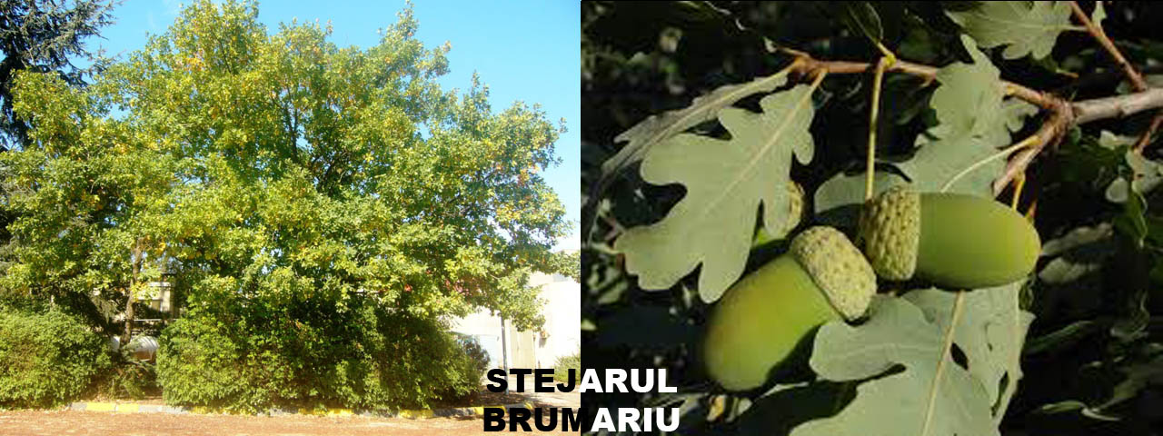 GEOGRAFILIA: 10 specii de foioase din România