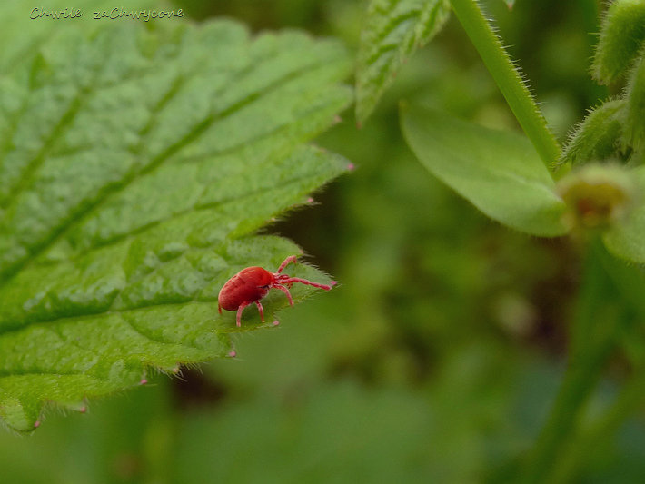 Chwile zaChwycone: Lądzień czerwonatka - wielki roztocz