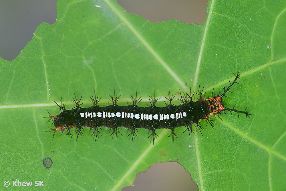 Butterflies of Singapore: Return of the Angled Castor