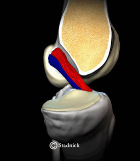 Radiology Channel: Anatomy of bundles of ACL and PCL.