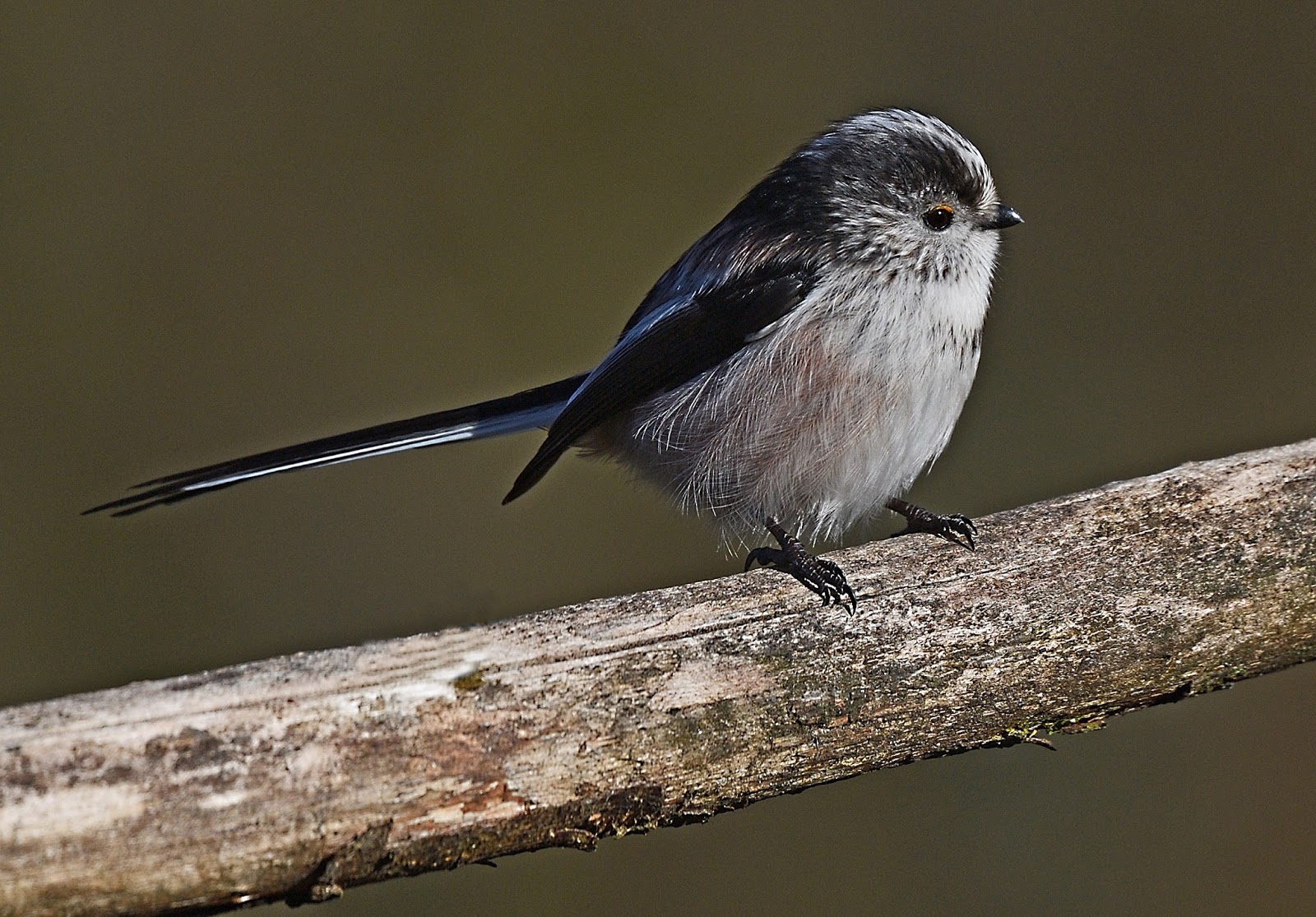 Alan James Photography : Close portraits of small birds