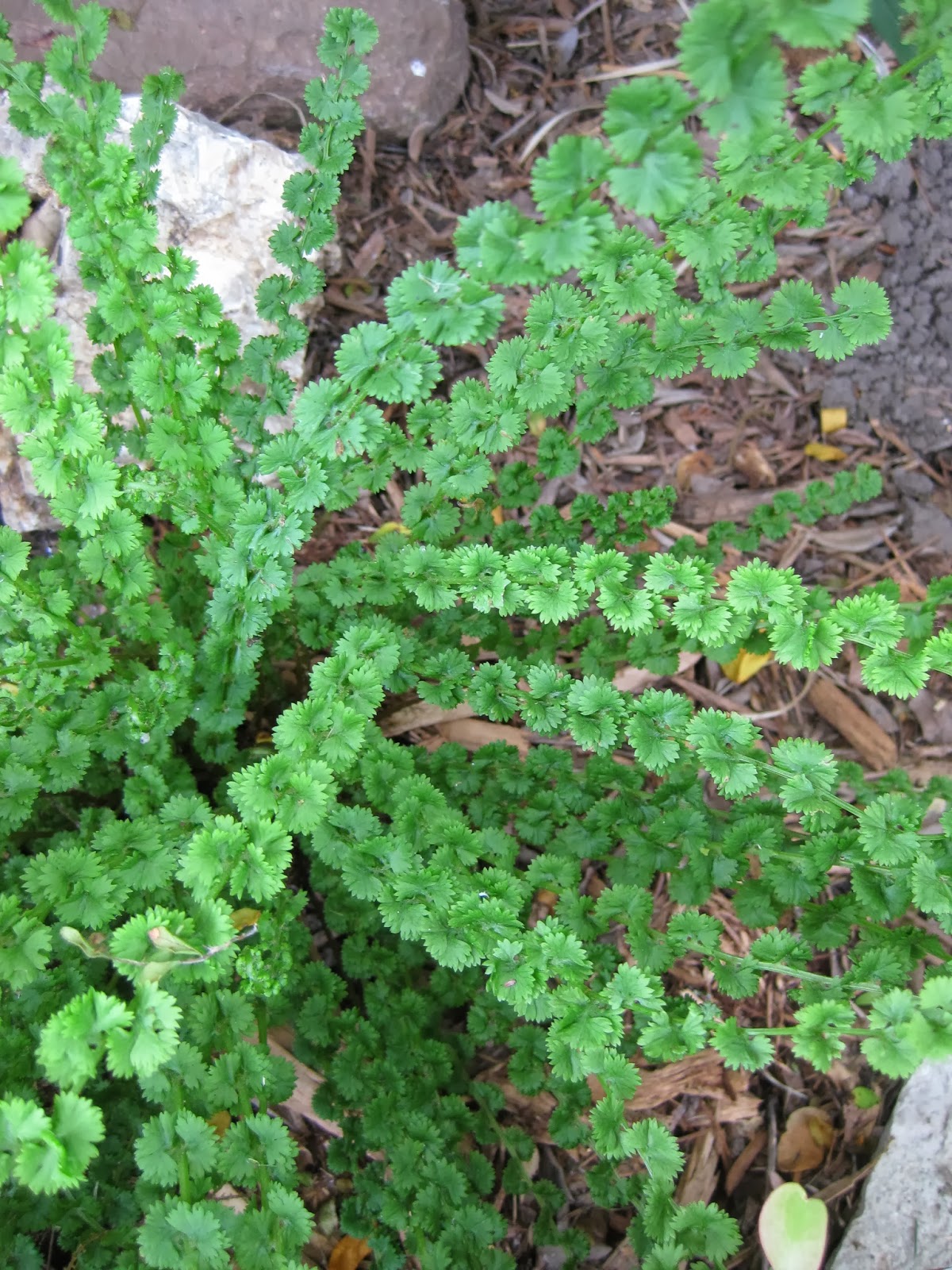Rotary Botanical Gardens - Hort Blog: Fun Ferns (Starting With The ...