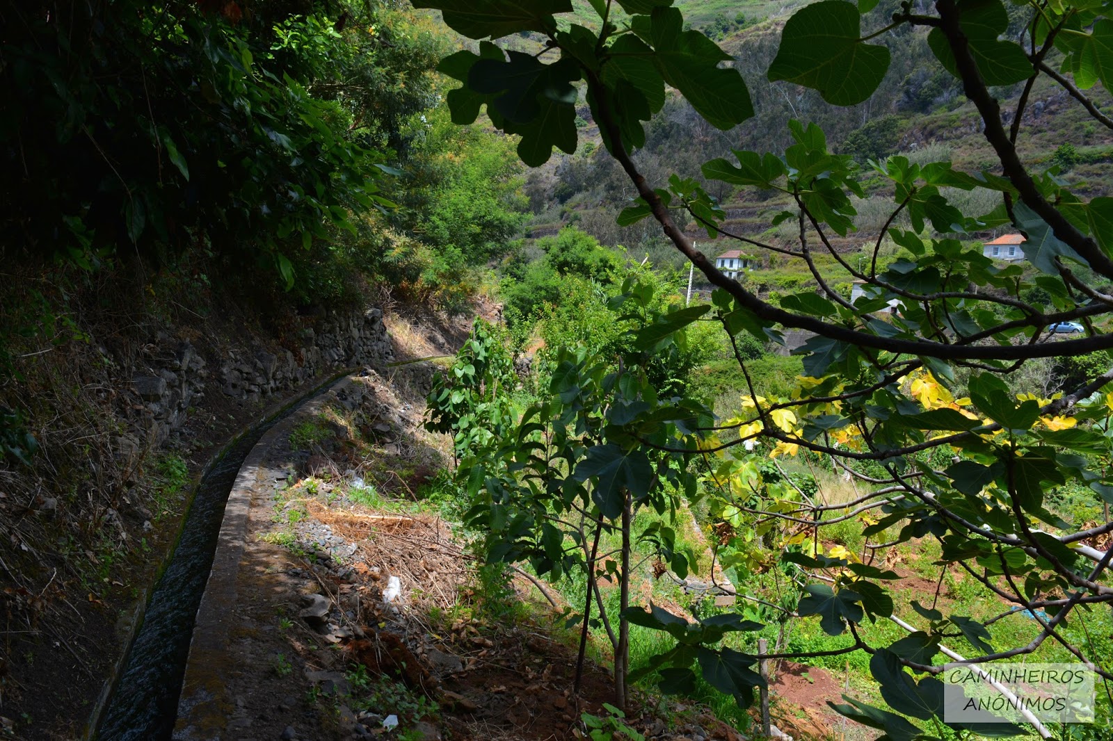 Caminheiros Anónimos Levadas da Madeira : Levada da Corujeira (Tabua)