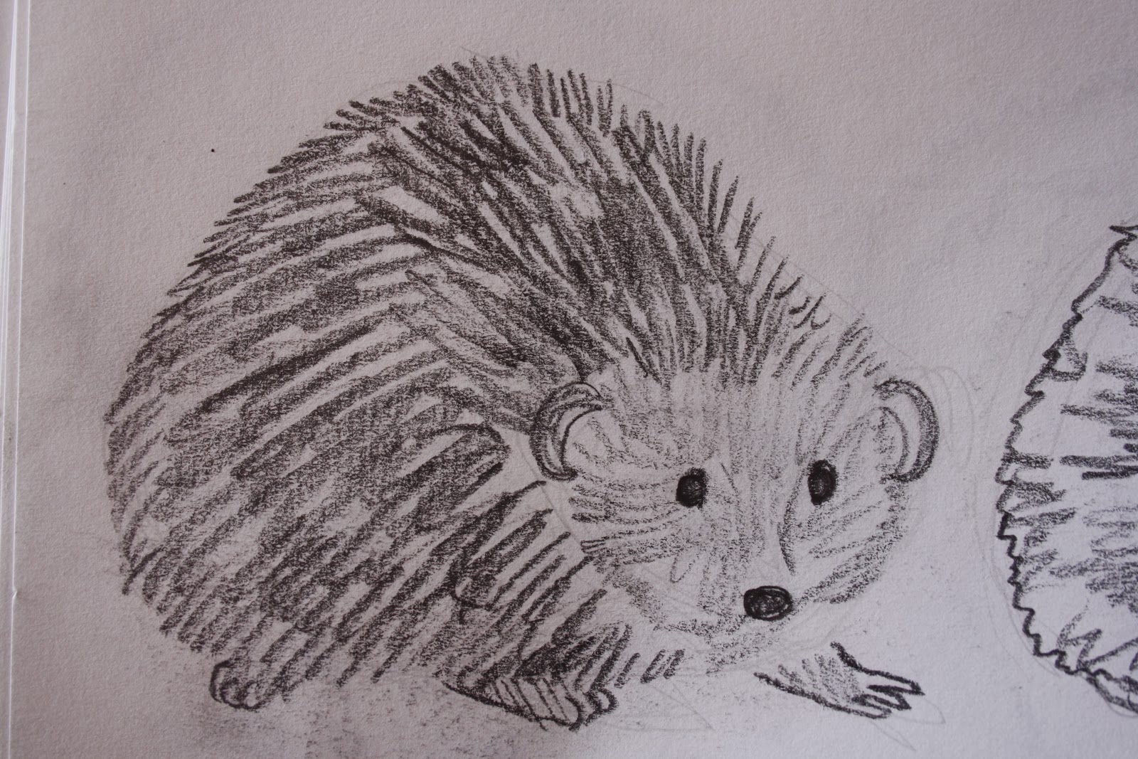 Sarah Minshall Illustration: Observational Drawing