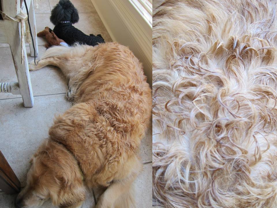 Love always, Bear: Poodle Fur