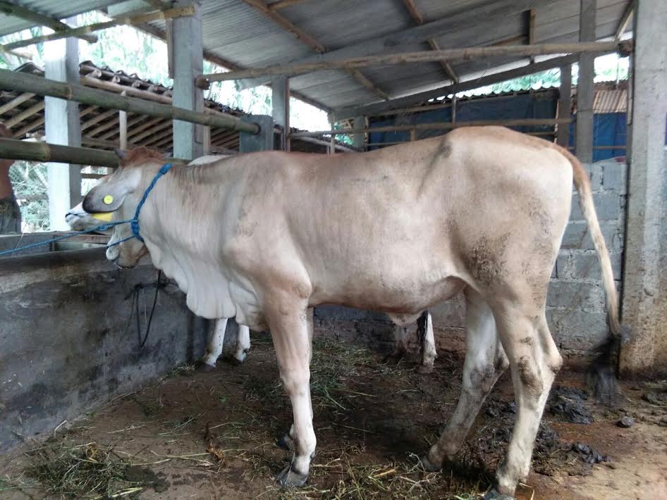 Kiat Sukses Ternak Sapi Potong Untuk Pemula | Asik Beternak | Belajar ...