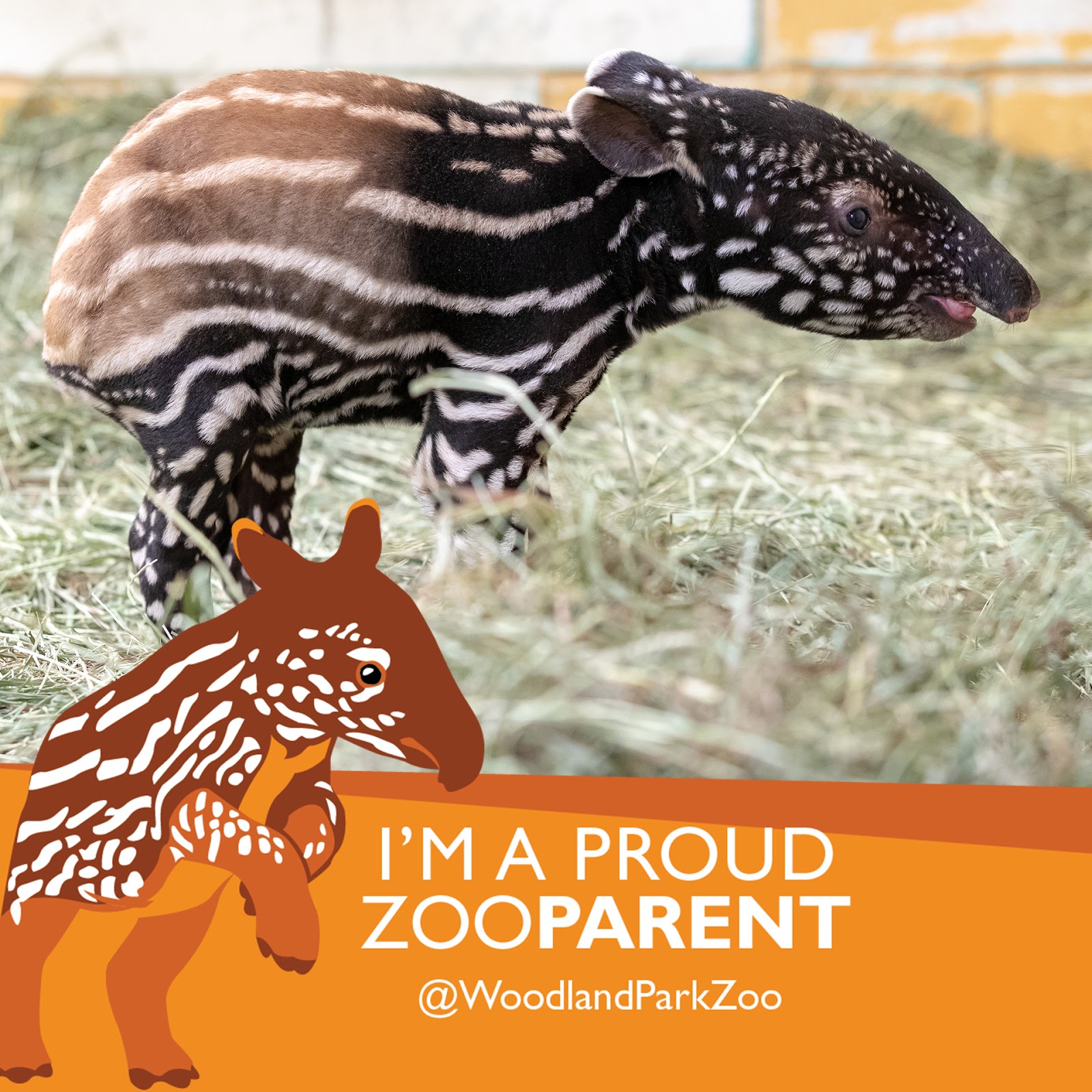 Ulan gave birth June 10! Tapir calf is healthy, strong and totally ...