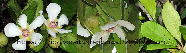 Biodiversity of Sri Lanka: ගොඩපර[Godapara] (Dillenia retusa)
