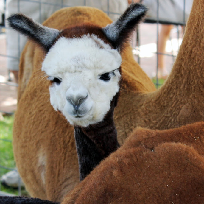The Closet Intellectual: A Freshly Shorn Mini Llama Sorta Day~*