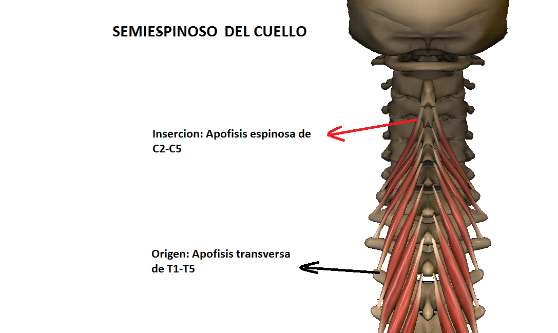 Musculos Del Cuello