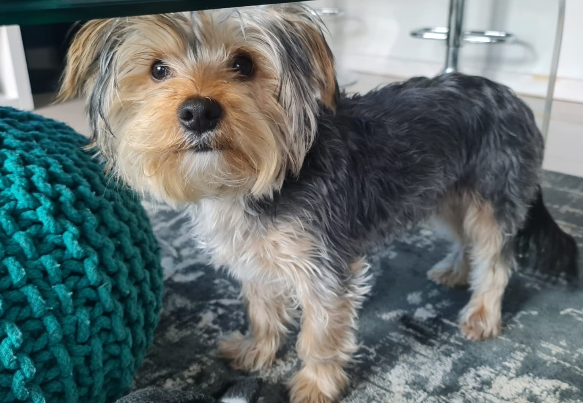 #610 - ALREADY ADOPTED! Western Cape, Parklands - Coco Yorkie Puppy ...
