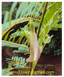 papanasini: AGATHI (Sesbania grandiflora) ( അകത്തി )