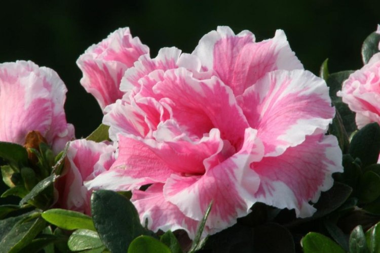 Casa e Flora : COMO CUIDAR DAS AZALEIAS