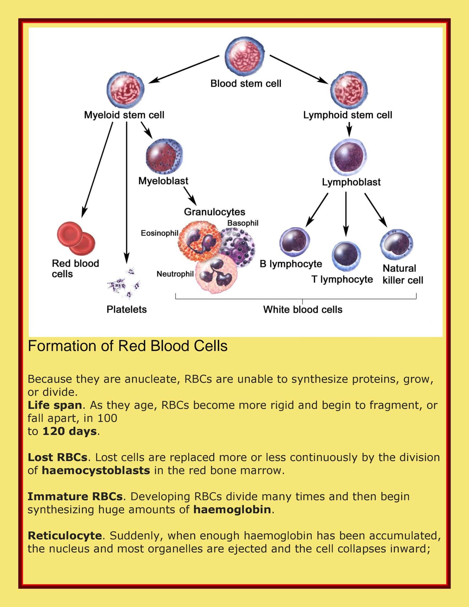 Blood Anatomy and Physiology - Medical Yukti