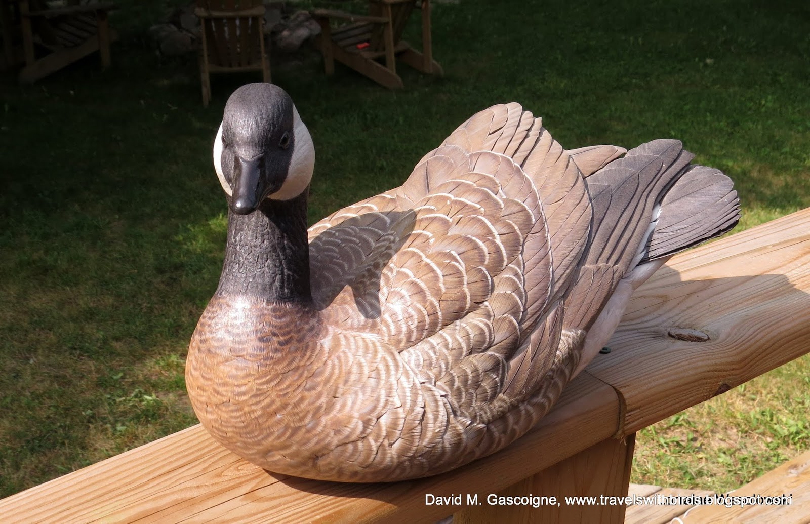 Wayne Simkin - Two-time World Champion Wood Carver - Travels With Birds