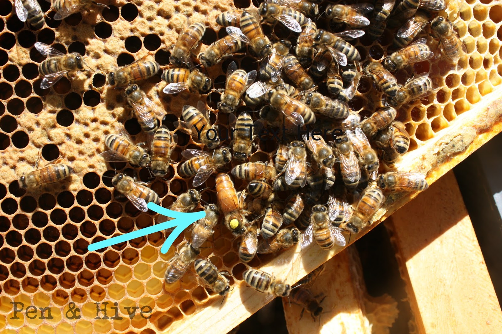 Pen & Hive: April Bee Update