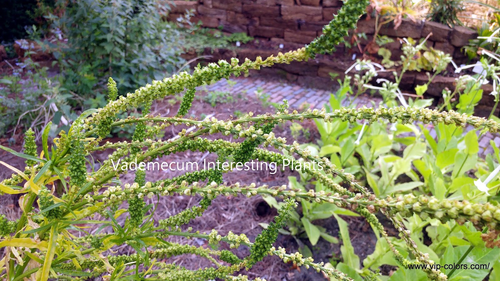 Vademecum Interesting Plants: Reseda luteola - Rezeda żółtawa - Wouw