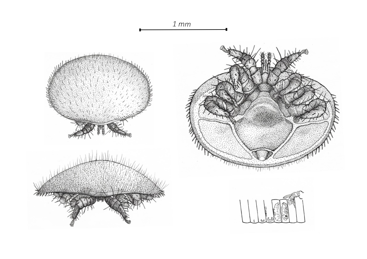 CORONA APICULTORES: POSIBLE RESISTENCIA DE VARROA AL ÁCIDO OXÁLICO
