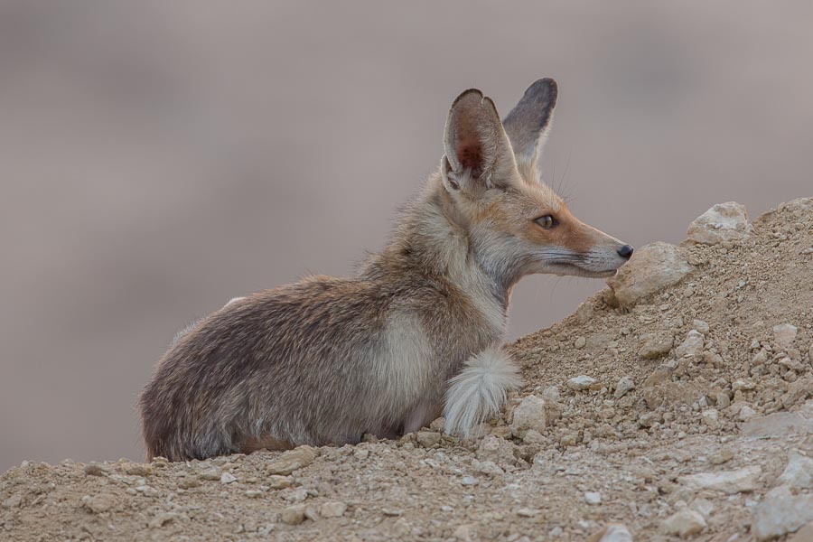Birds of Saudi Arabia: Arabian Red Fox – Dhahran Hills