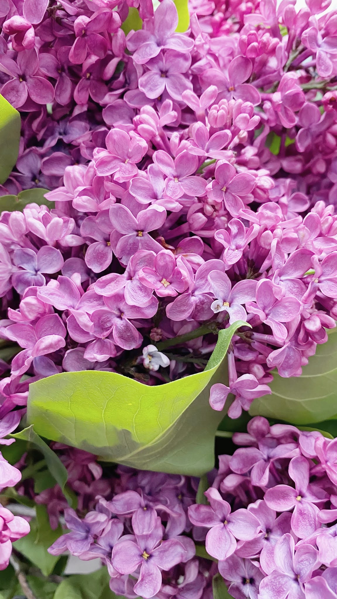 10 curiosidades sobre las lilas que os encantará saber