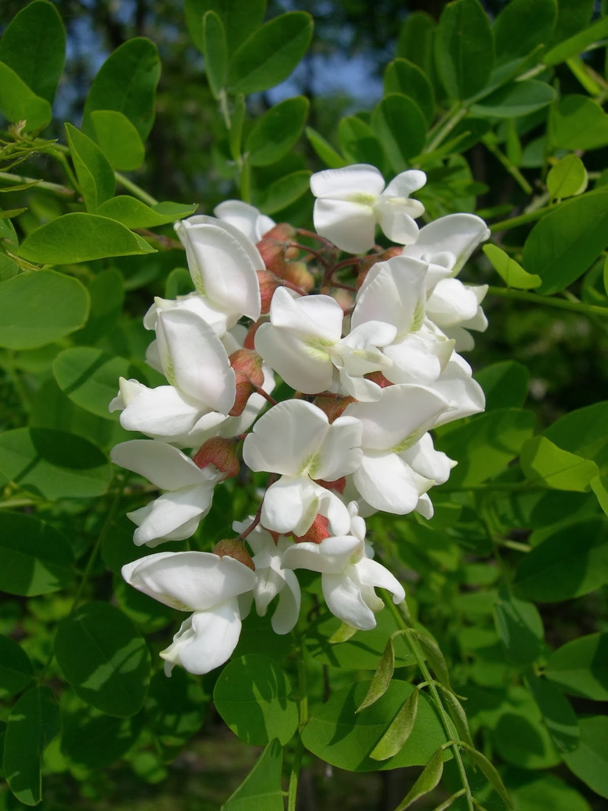 Peces y plantas ornamentales: Robinia Pseudoacacia - Robinia