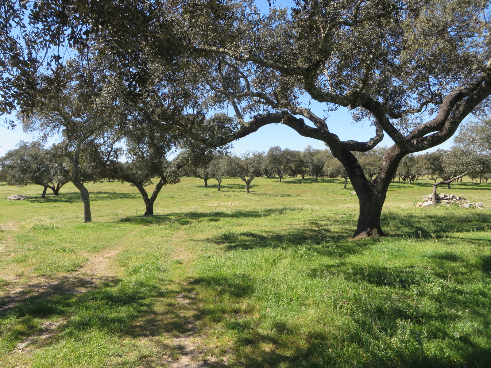O melhor Alentejo do Mundo: O Montado...
