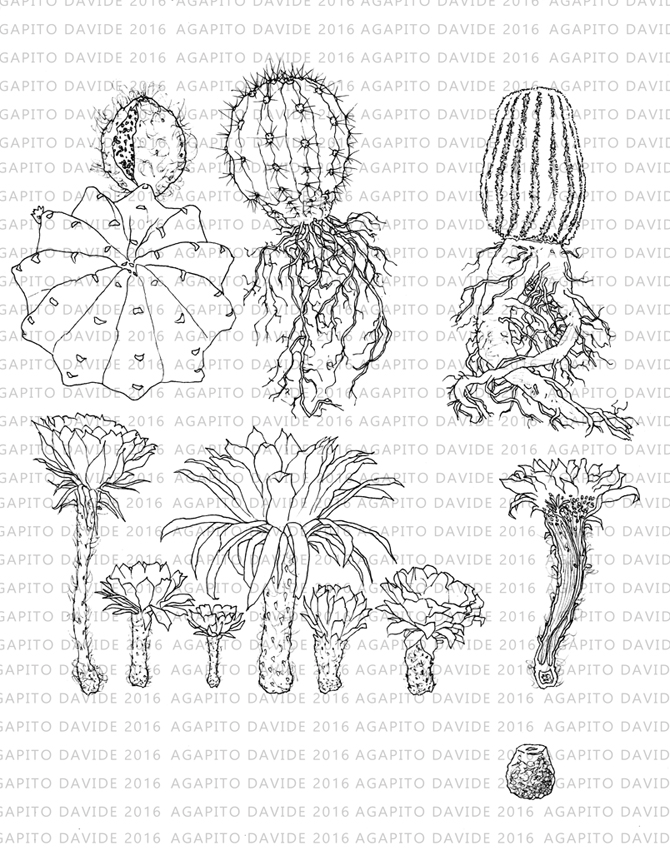 Cactus Guide Projectus: The Book