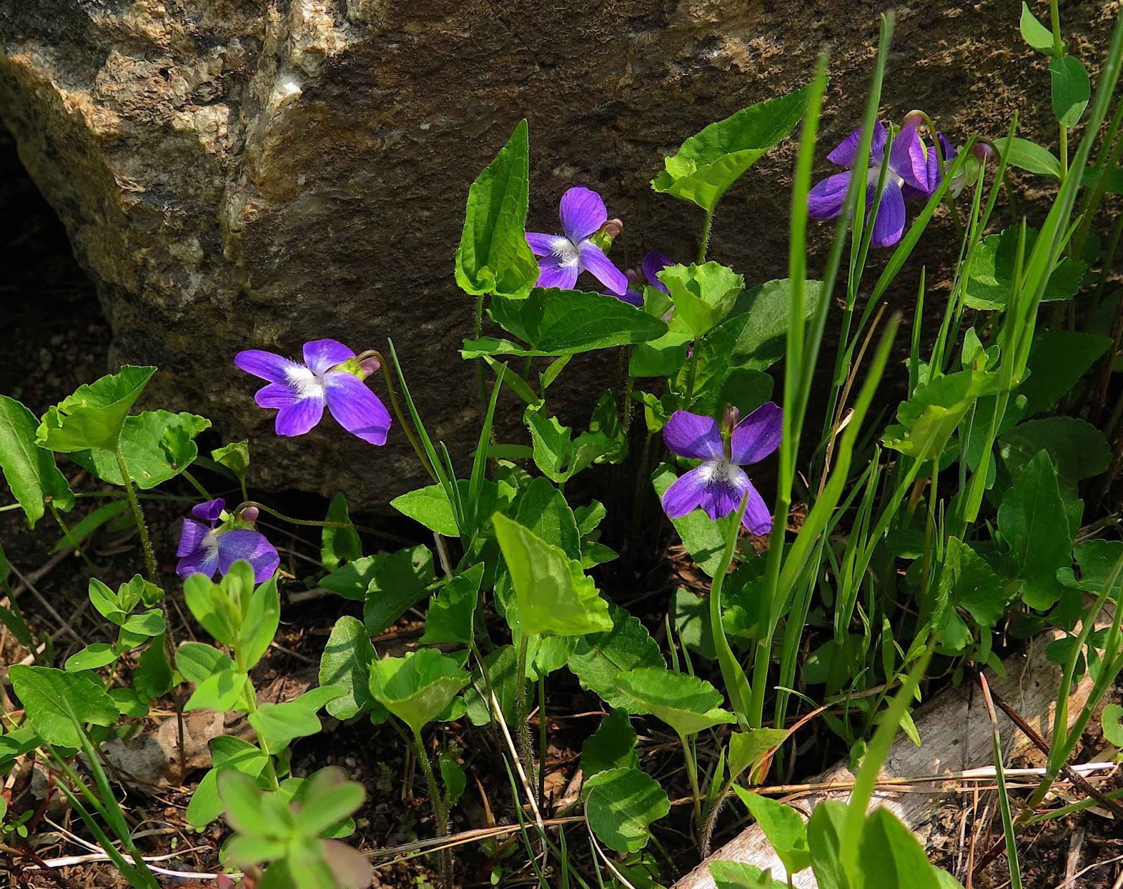 Saratoga woods and waterways: A Violet Hunt Along the Hudson