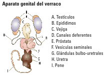 Guaviare Agropecuaria: Reproducción en hembras porcinas