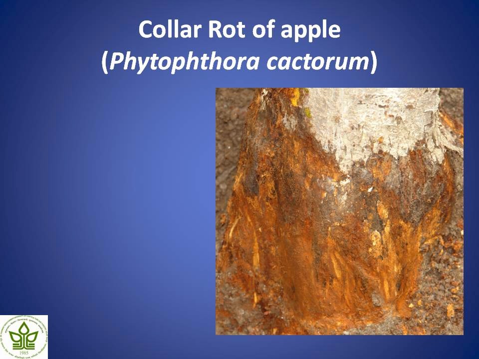 Farmers Club: Apple Tree Diseases: Collar Rot Description